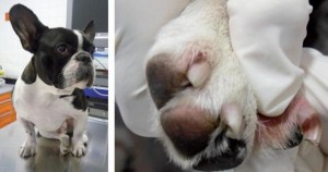 Dermatitis Atópica – Clínica Veterinària Poblenou